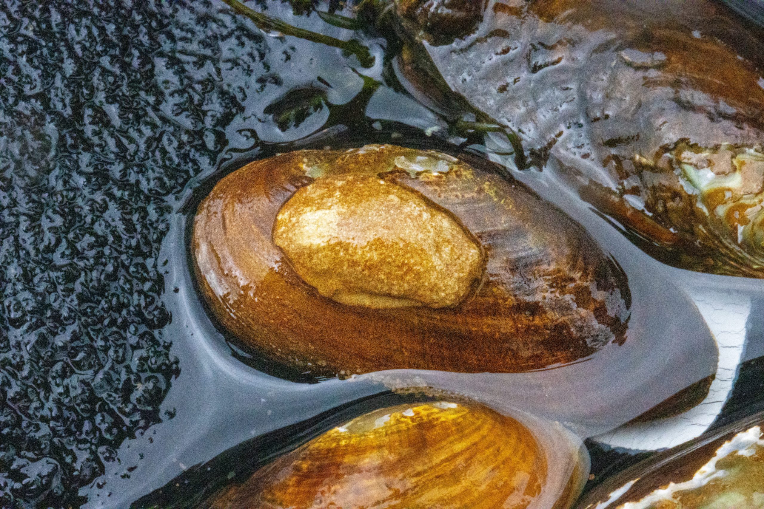 Mussel conservation video released - The River Basin Center