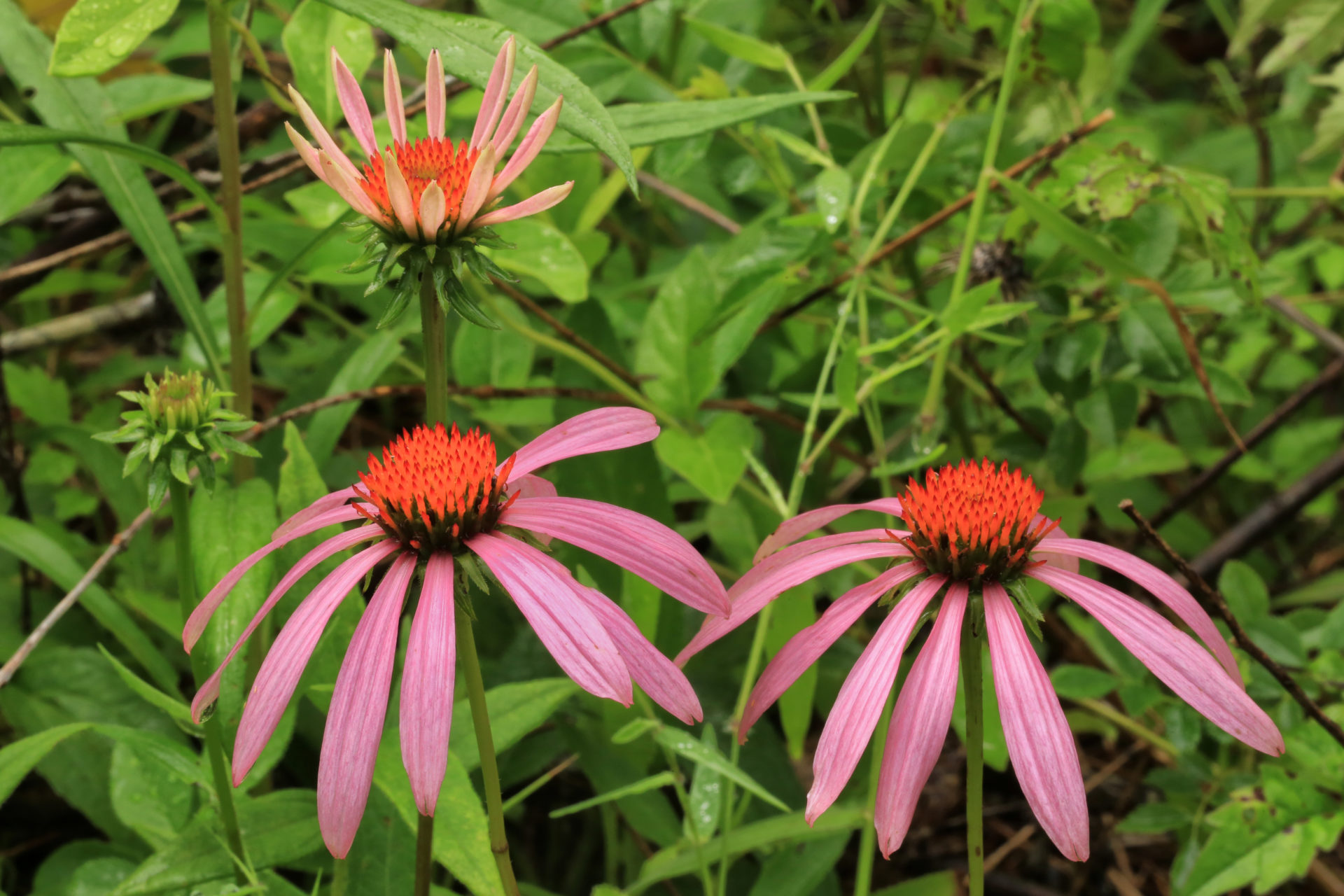 Coosa - The River Basin Center