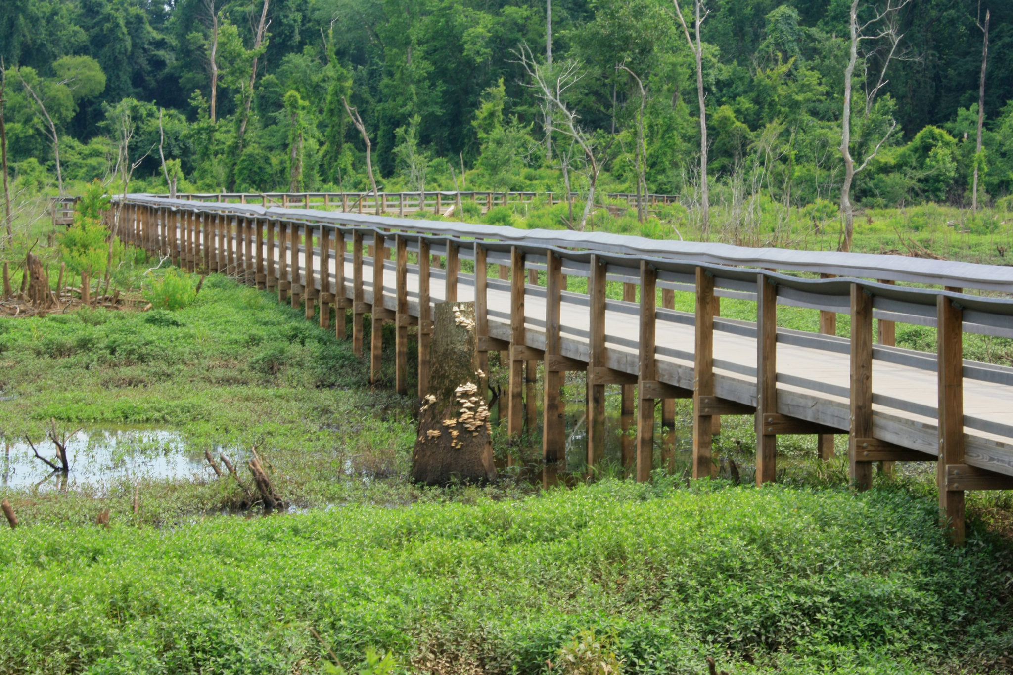 Ocmulgee - The River Basin Center