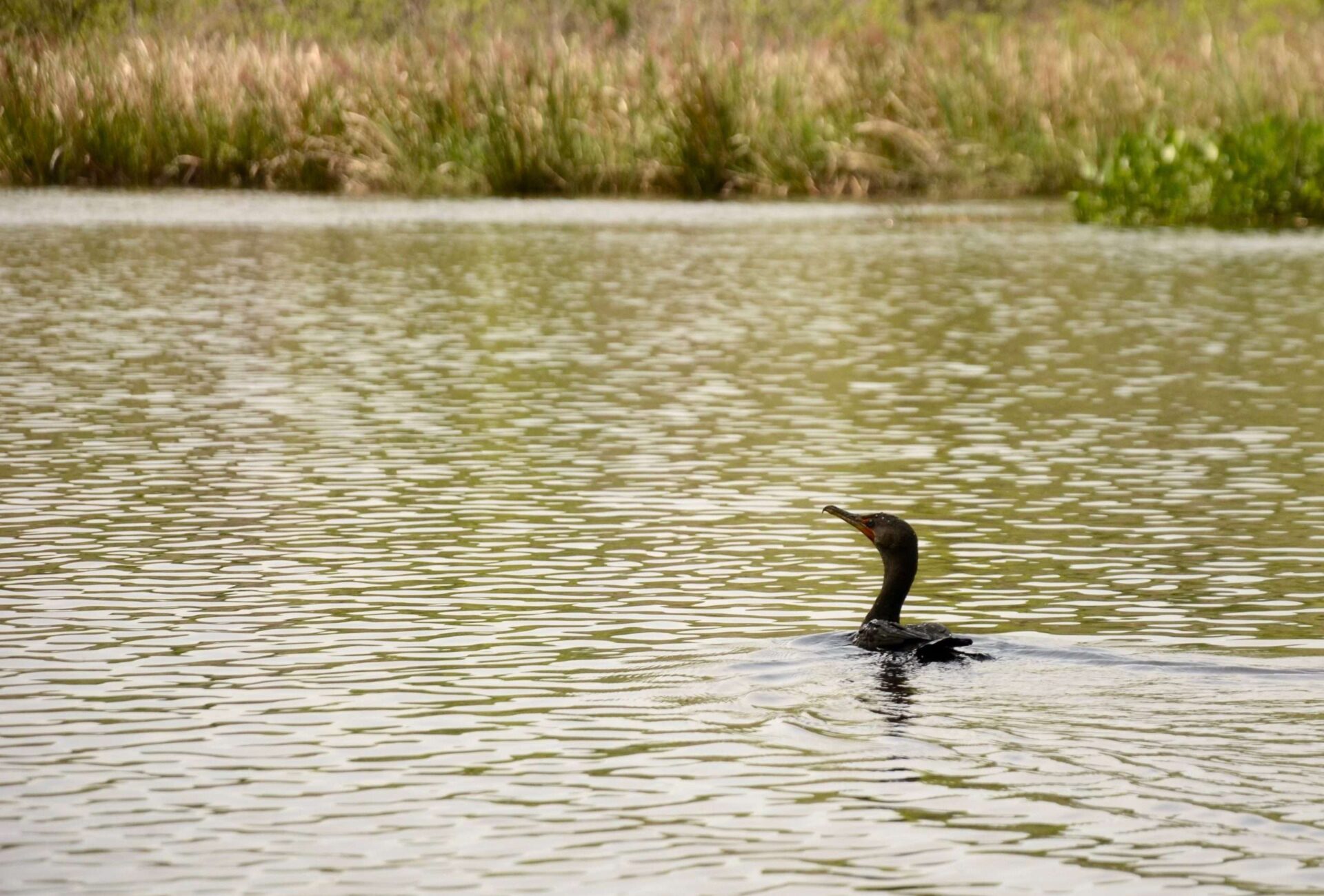 Satilla - The River Basin Center
